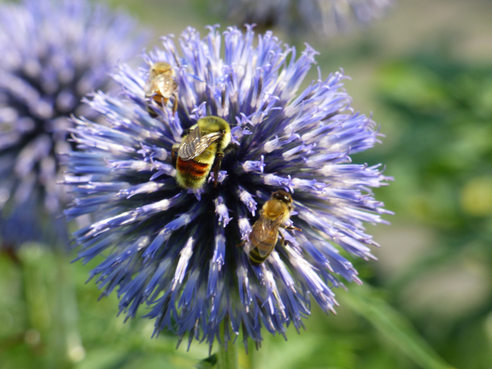 Magnificent Manito Park - The Group Travel Leader | Group Tour and ...