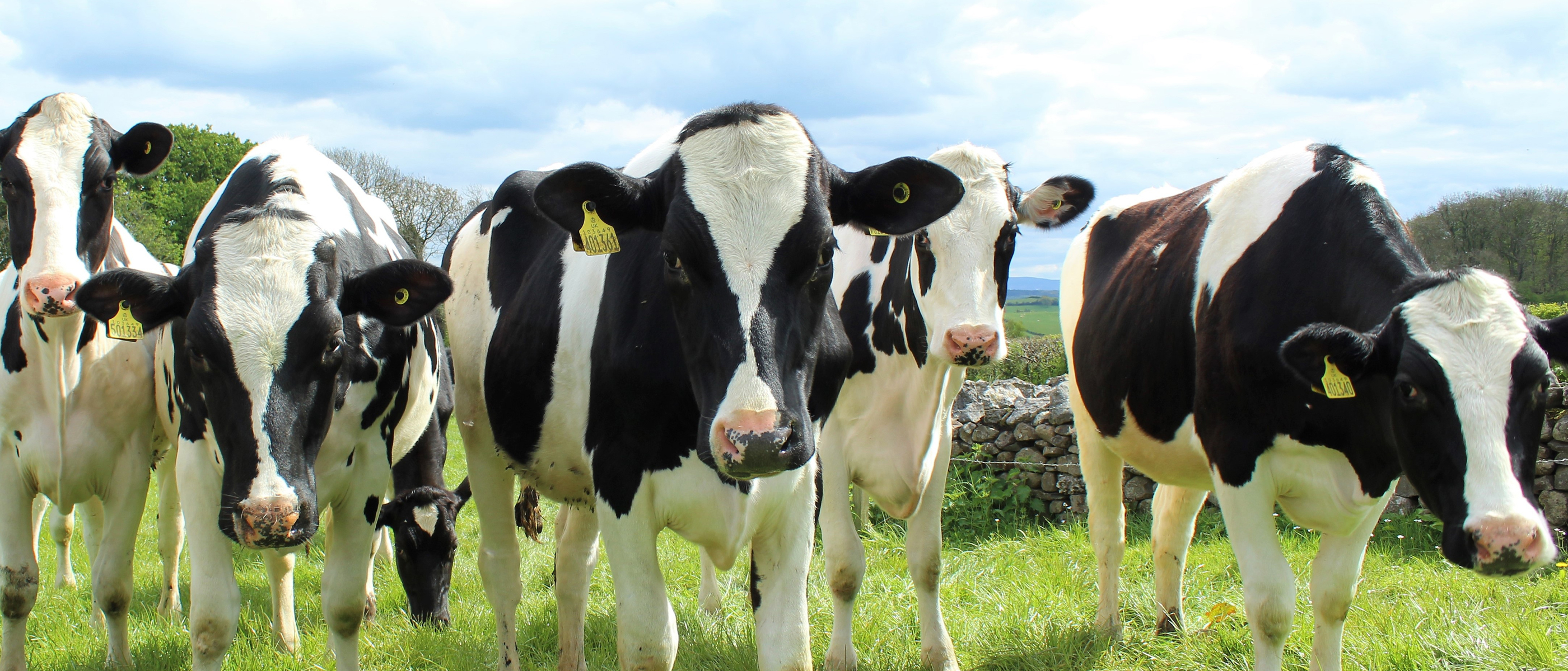 Group Game: Counting Cows - The Group Travel Leader | Group Tour and ...