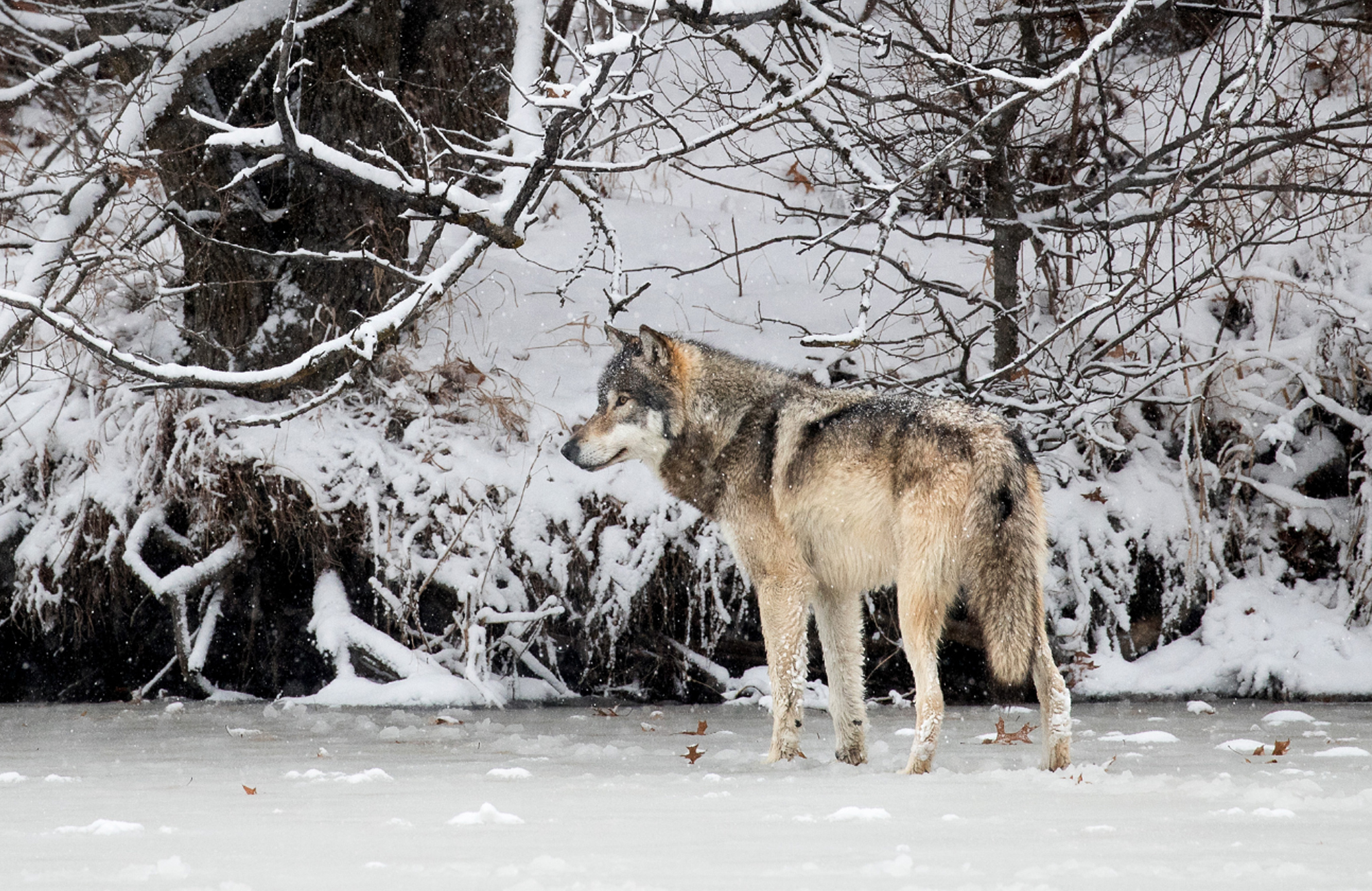 Wolf-Park-Tourism-Navigator-Listing-10-8-20 - The Group Travel Leader ...