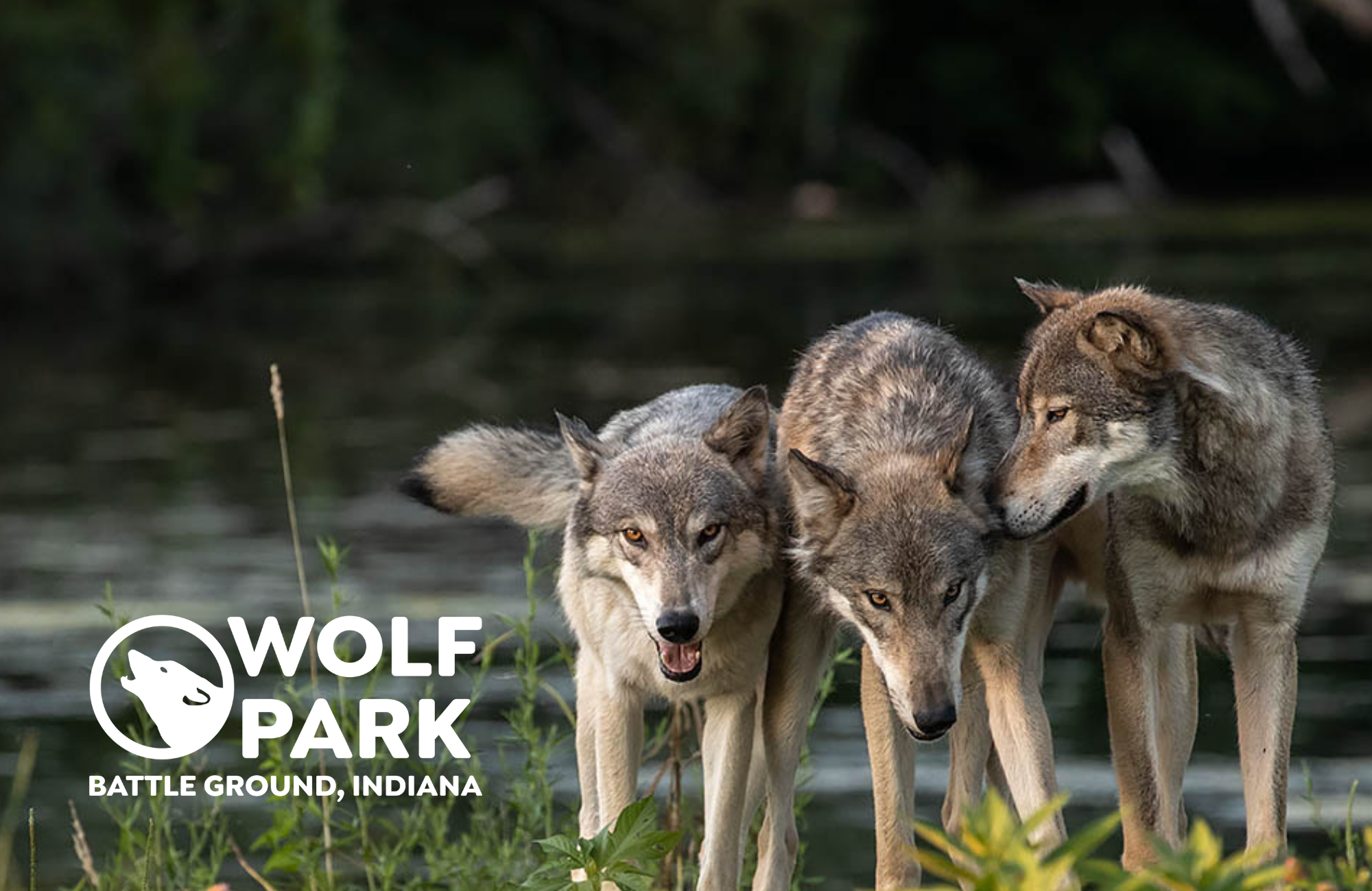 WolfPark_GTL (1) - The Group Travel Leader | Group Tour and Travel ...