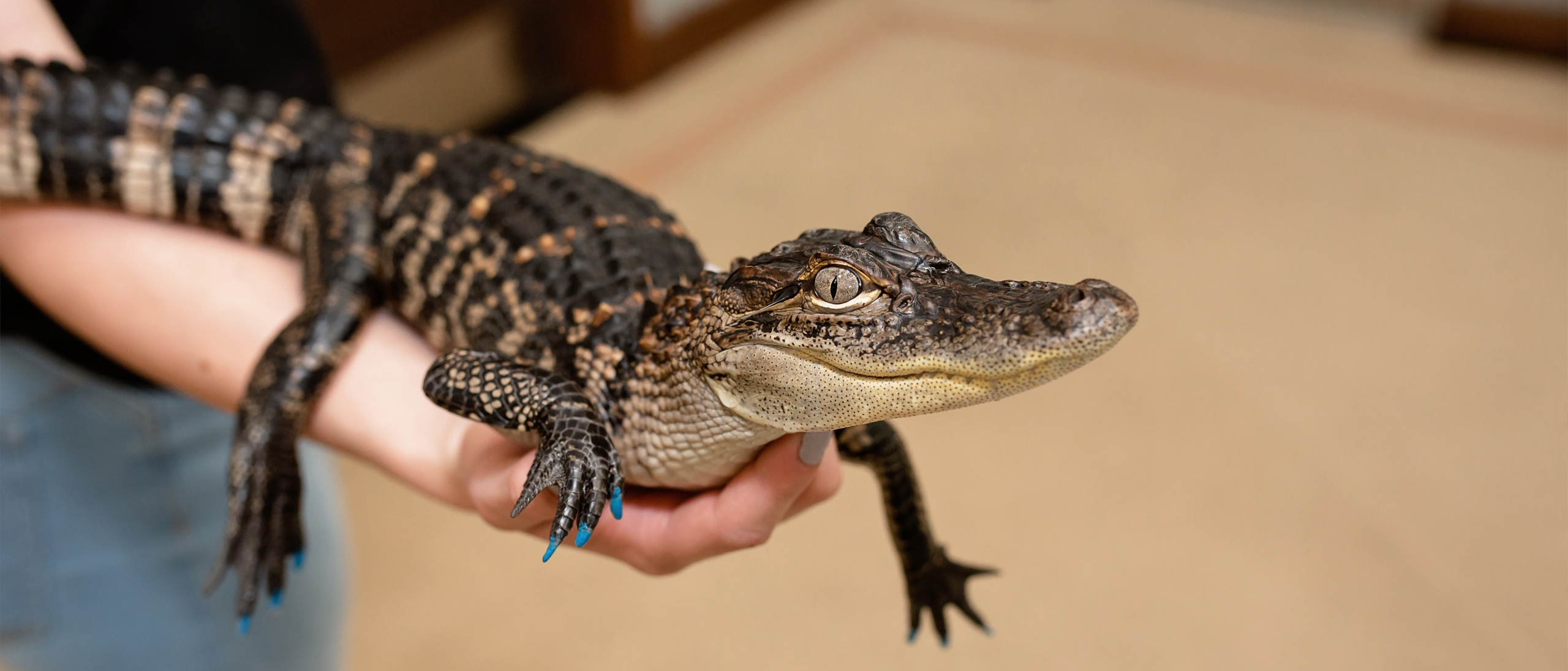 Jeff Davis Parish is Ready to Welcome Your Group! - The Group Travel ...